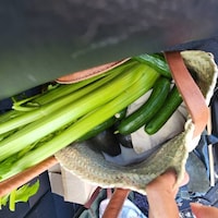 Nagareboshi Begonia Maculata, shooting Star Begonia, Rare Begonia Starter Plant, Japanese ...