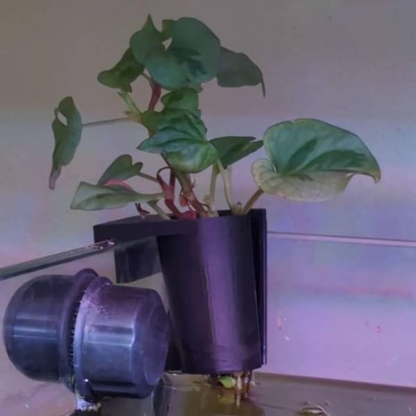 The Root Clip - Aquarium Plant Holder for Substrate-less Emersed Plants ...