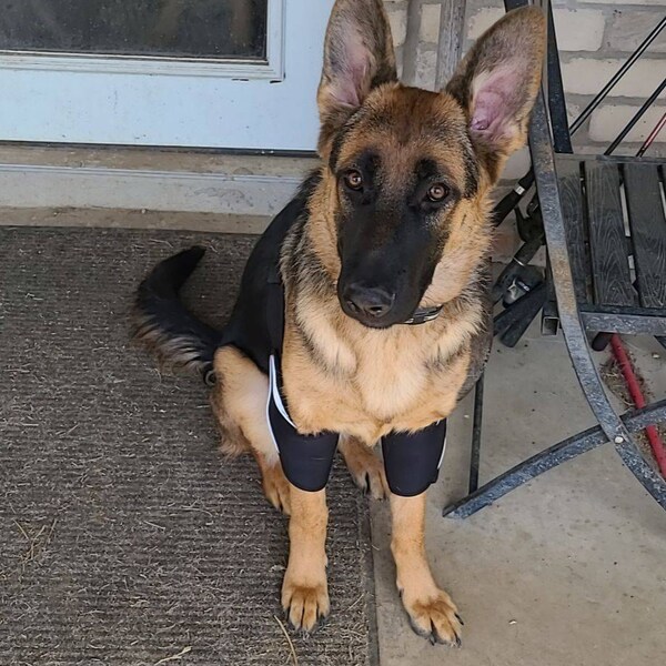 Adjustable K-9 Elbow Callus Pressure Sores Reflective Dog Elbow ...