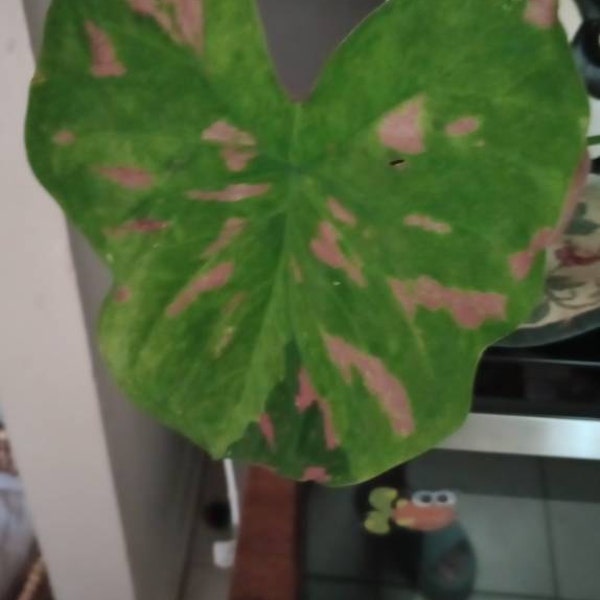 Caladium Bulb 'raspberry Moon' size 22bulbs Size 11 Bulb Larger 2024 ...