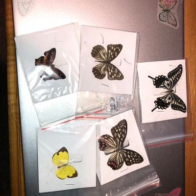 5-100PCS Real Butterfly Specimen Taxidermy Insect Butterflies Decor ...