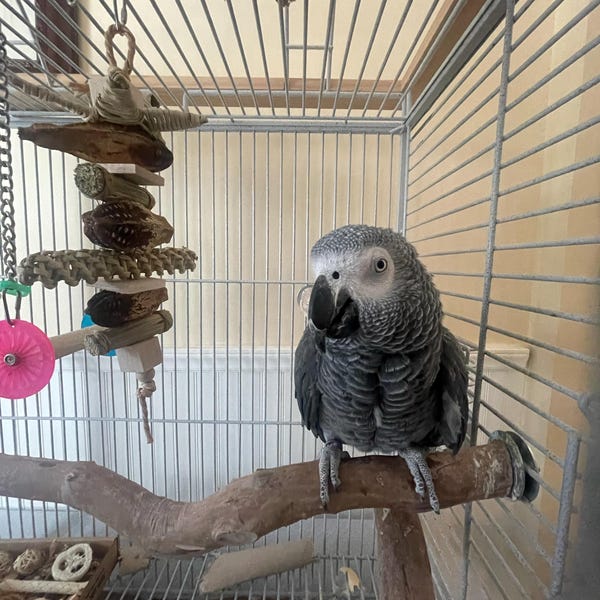 Budgie Shirt, Green Budgie T-shirt, Budgie Gift, Parakeet Tshirt, Green ...