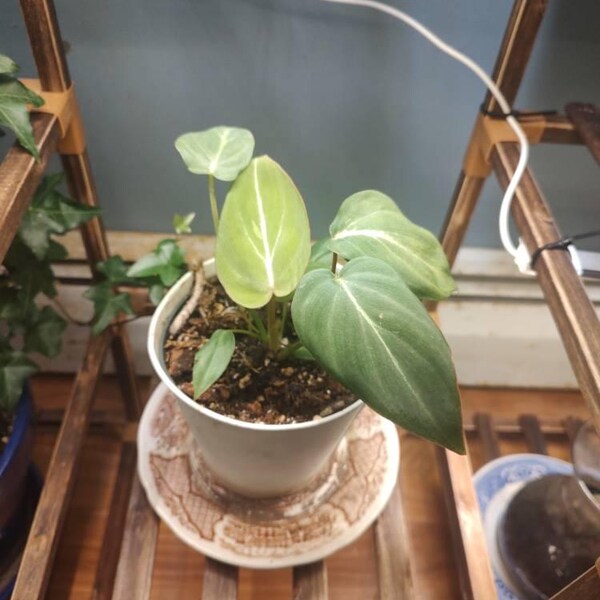 Ficus Thunbergii (oak Leaf Creeping Fig Aka Ficus Pumila Var ...