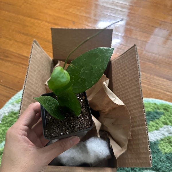 Hoya Macrophylla Albo-marginata, HOYA MACROPHYLLA VARIEGATA Plant Live ...