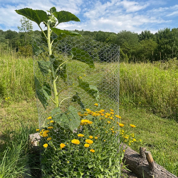 Calendula Officinalis, Fancy Mix Heirloom Seeds, Flower Seeds - Etsy