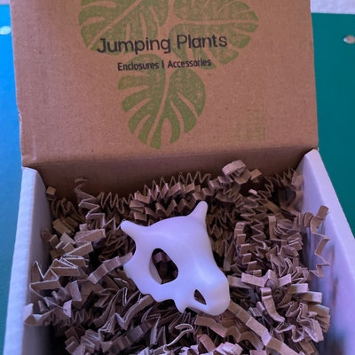 Jumping Spider or Tarantula Cubone Skull Decoration - Etsy