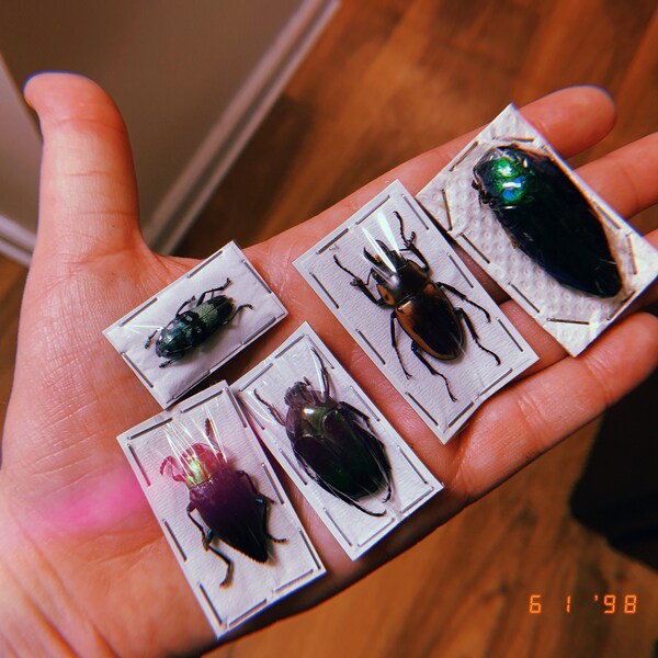 Beetle Mounting Kit for Beginners, With Real Beetles and Tools - Etsy