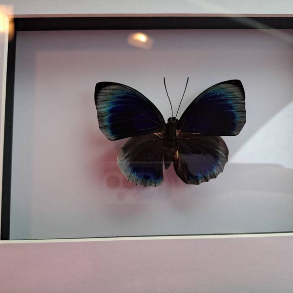 Real Sunset Moth, Urania Ripheus in a Black and White Shadowbox Frame ...
