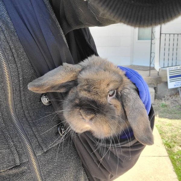 Bunny Sling Carrier | Carry Your House Rabbit | Soft Crossbody Pouch ...