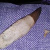 Extra Rare Macrorhizodus Falcatus Shark Tooth From Dakhla Morocco - Etsy