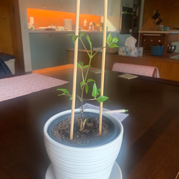 Gold Rush & Yellow Delicious Apple Tree Package - Etsy