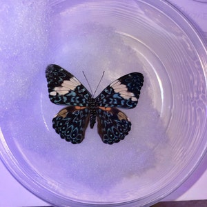Real Hamadryas Amphinome, red Cracker Butterfly, Spread for Your ...