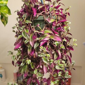 Tradescantia Bridal Vail Tiny White Flowers Easy - Etsy