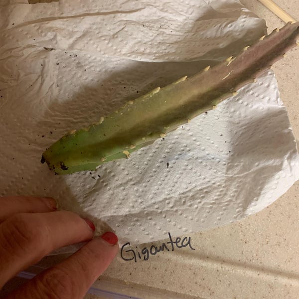 Hildewintera Colademononis Monkey Tail Cactus Seeds Super Furry Hybrid ...