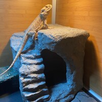 Custom Large Reptile Bearded Dragon Basking Platform, MADE TO ORDER ...