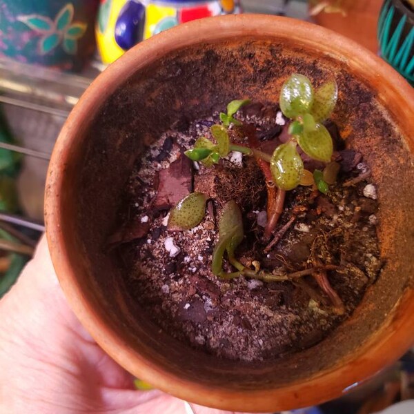 Aloe 'firecracker' 4 Bright, Easy-care Live Succulent Plant for Mini ...