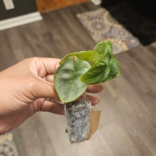 Alocasia tiny Dancer Starter Plant ALL STARTER PLANTS Require You to ...