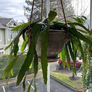 Bobbie Cactus Myrtillocactus Geometrizans - Etsy