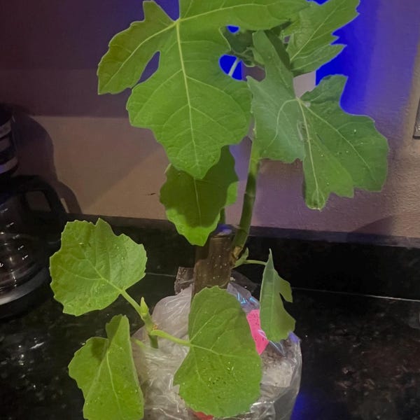 Fig Trees for Sale, Multiple Varieties Available. Well Rooted in Deep 4 ...