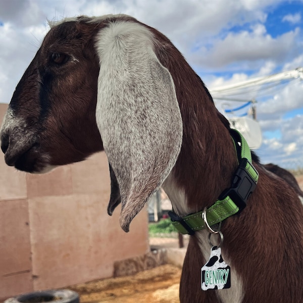 Personalized Goat Name Tag, Livestock Name Tag, Goat Identification Tag ...
