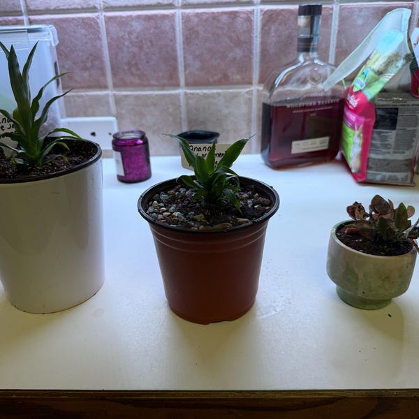 Columnea Gloriosa “flying Goldfish Plant” Starter Plant **(ALL Plants ...