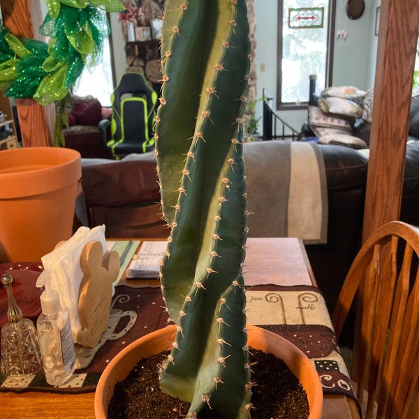 Cereus Peruvianus Spiralis Cactus Cuttings Free Shipping Tornado Cactus SPECIAL - Etsy