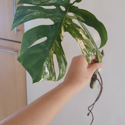 Variegated Monstera Wet Stick this Wet Stick Selected Randomly From the ...