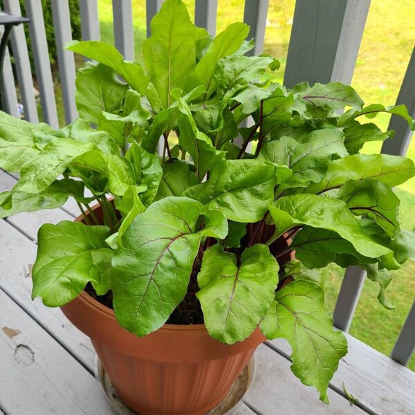 Mountain Princess Tomato Seeds Red Tomatoes, Heirloom Tomatoes, Organic ...