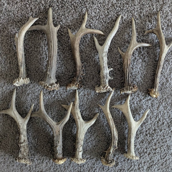 1 Kg / Cut Sizes From 10-50 Cm / 2-20 Pieces /FRESH Natural Red Deer ...