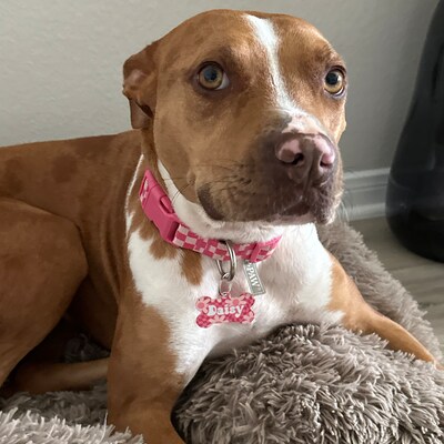 Retro Smiley Dog Tag Retro Dog Tag Pet Tag Custom Dog Tag Personalized ...