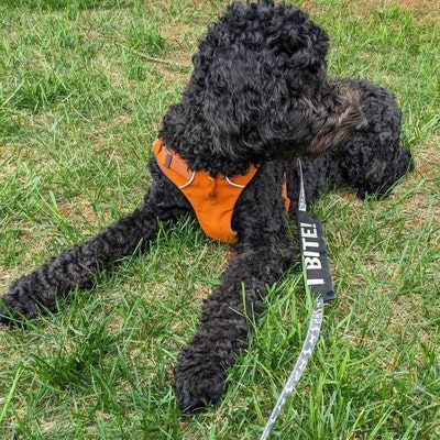 Leash Sleeve or Collar Wrap, Your Text Here, Customizable, Custom ...