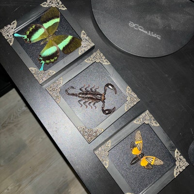 Real Framed Butterfly Sunset Moth Urania Ripheus Dried Insect Frame ...