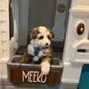 Personalized Dog Feeding Tracker Sign Dog Feeding Reminder Magnet Did ...
