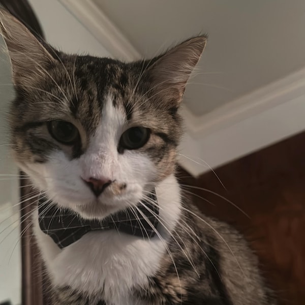 Luxury Plaid Cat Collar Bowtie Bell for Birthday Gift, Personalized Cat ...