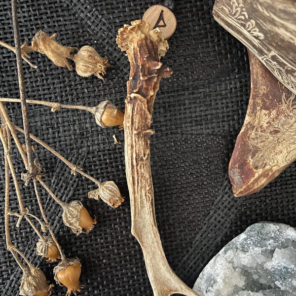 Fallow Deer Skull From Central Europe Fallow Deer dama Dama Unique ...