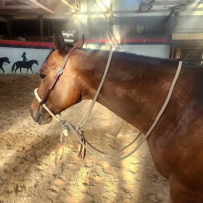 Custom Training Lead Rope Your Choice of Swivel Clasp/bull Snap Yacht ...