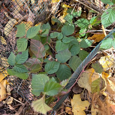 1 Early Crop Ever Bearing Mammoth Red Raspberry.live Rooted.zone 3-8 ...