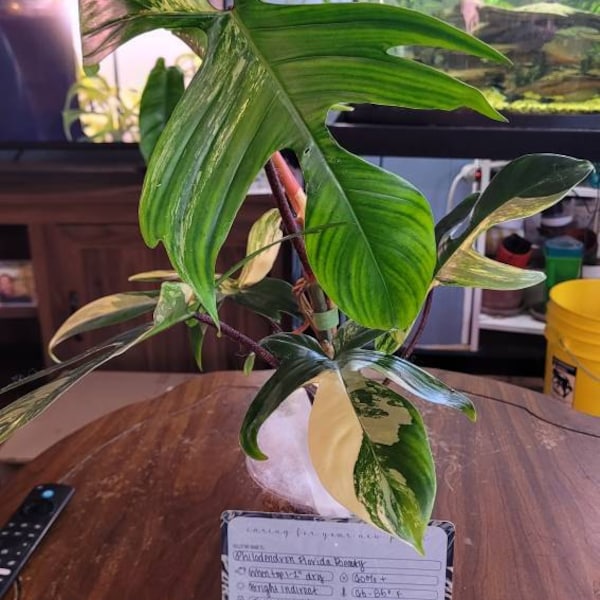 Scindapsus Salamount; Variegated Scindapsus Pictus Dark Cloud Salamount ...