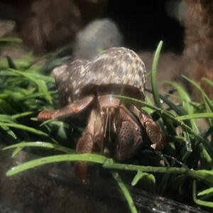 Nessastores Mexican Deep Sea Shell Beach Craft Scallop 2 - Etsy