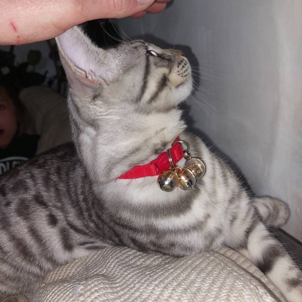 Extra Loud Cat & Dog Bells | Pet Tracker | Save Birds and Wildlife ...