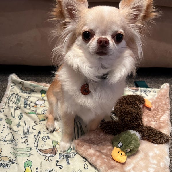 Mallard Duck Pacifier Holder: Minky Crinkle Sensory Toy - Etsy