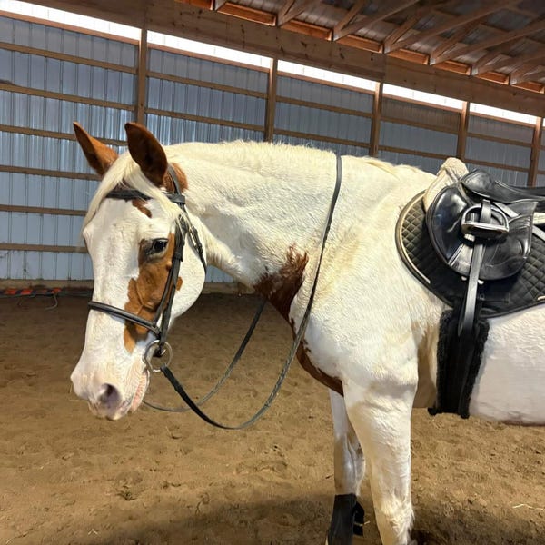 Cavalon Full Cheek Soft Leather Snaffle Bit - Etsy