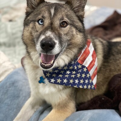 American Flag Dog Bandana, Slides Over the Collar, Cat Bandana, Dog ...