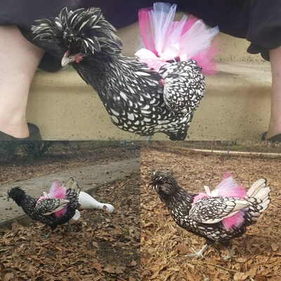 Standard Chicken Tutu Dress Princess Dress for Your Hen - Etsy