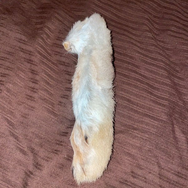 Ancient Fossilized Corax Shark Dinosaur Teeth - Shark Teeth Fossil ...