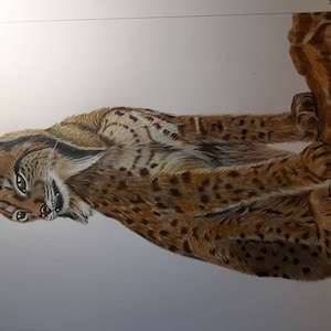 European Wildlife. Digital Download Coloring Book by Tim Jeffs - Etsy UK