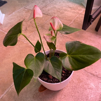 Anthurium Amalia Elegance white/green/red Tips - Etsy