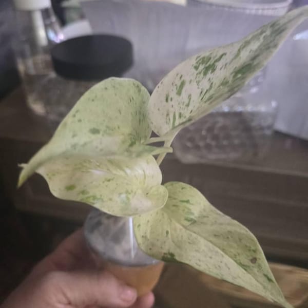 Snow Queen Pothos Single Starter Plant in a 1.5" Pot - Epipremnum ...