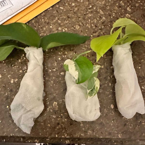 10 Golden Pothos Fresh Cuttings Unrooted for Rooting Easy Plant ...