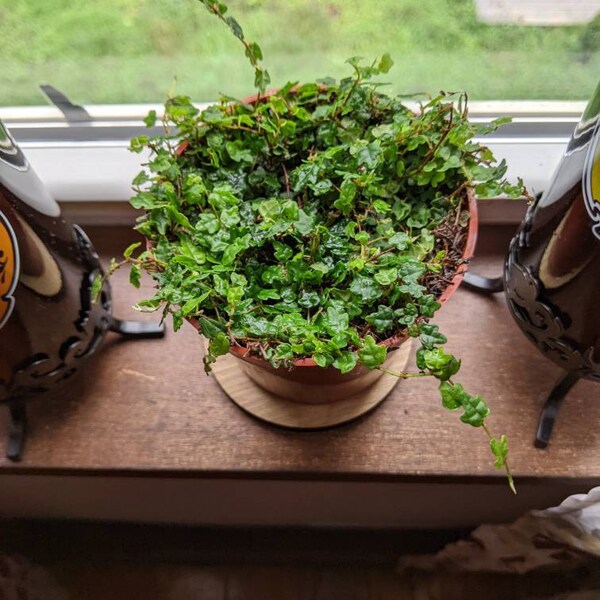 Ruby Glow, Ruby Peperomia, Peperomia Graveolens, Red Houseplant in 4 ...
